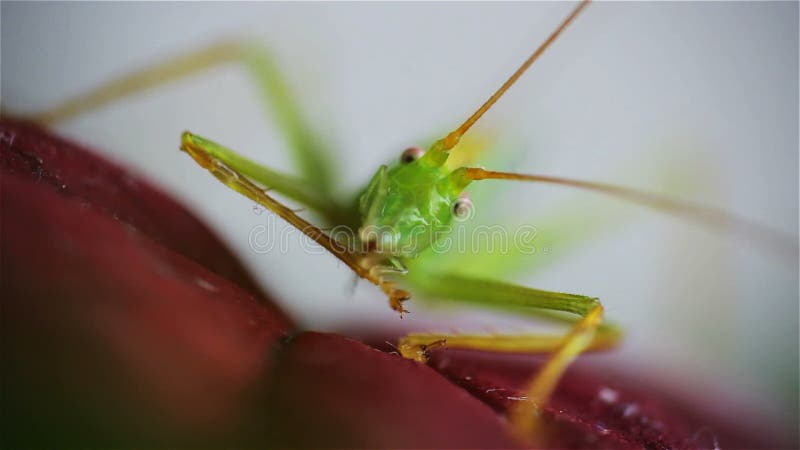 Great Green Grasshopper on Red Leave, Front View Stock Video - Video of ...