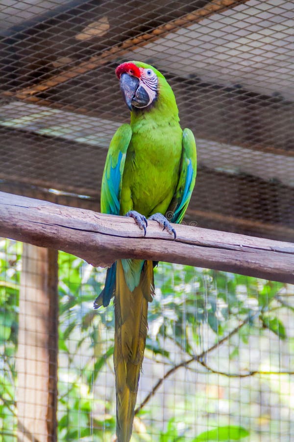 Great Green Macaw Ara Ambiguus in Copan Ruinas, Hondur Stock Photo ...