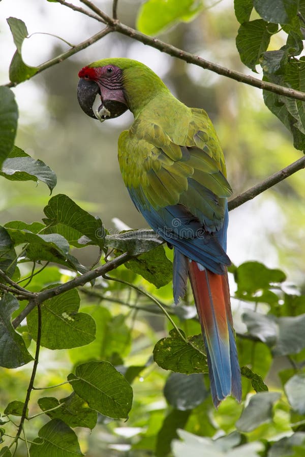 Great Green Macaw Ara Ambiguus Stock Photo - Image of back, green: 82884198