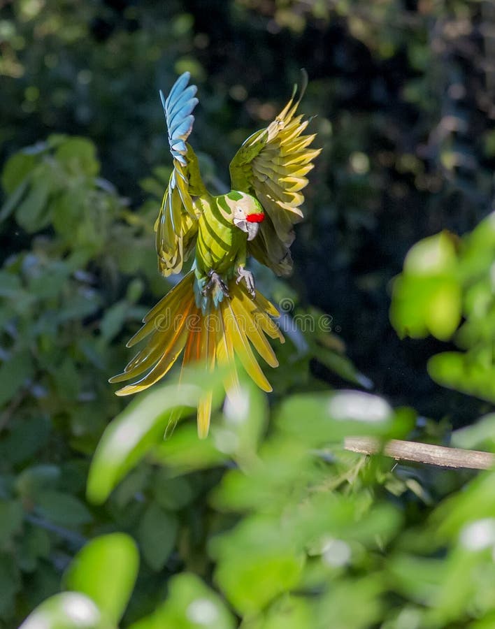 Great Green Macaw, Ara Ambiguus, Also Known As Buffon S Macaw. Wild ...