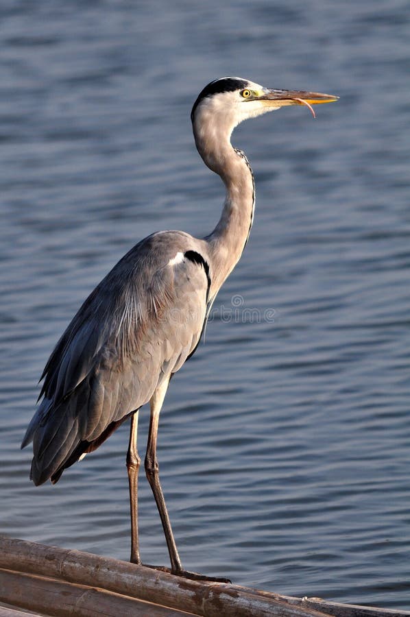 Great Grey Heron Stading On Floating Bamboo Royalty Free Stock ...