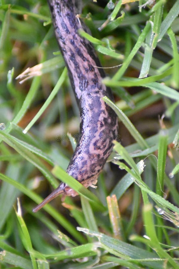 Leopard Slug (Limax Maximus) Stock Photo - Image of slug, lawn: 279897060