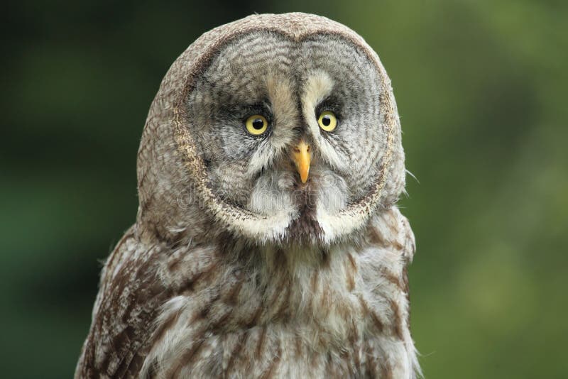 Great grey owl stock photo. Image of wisdom, grey, phantom - 28490978