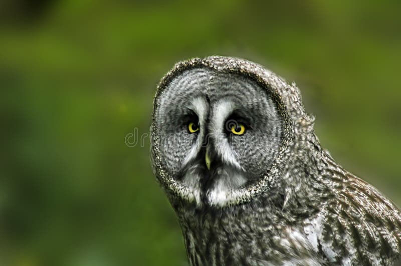 Great Grey Owl stock photo. Image of eagle, hawk, staring - 93898