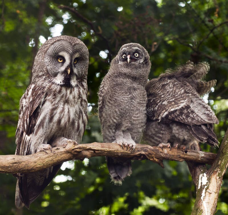 Baby Barn Owl Stare stock image. Image of offspring, predator - 3293719