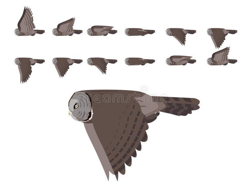Great Grey Owl Bird Flying Animation Sequence Cartoon Vector Stock ...