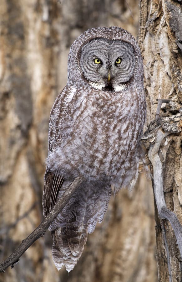 Great Grey Owl on Branch of Cottonwood Tree in Winter Stock Image ...