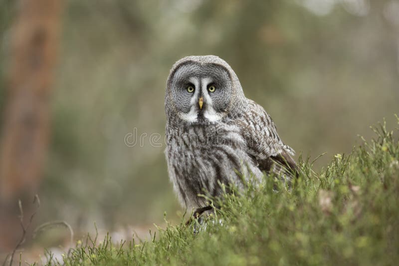 The Great Grey Owl or Lapland Owl, Strix Nebulosa Stock Image - Image ...
