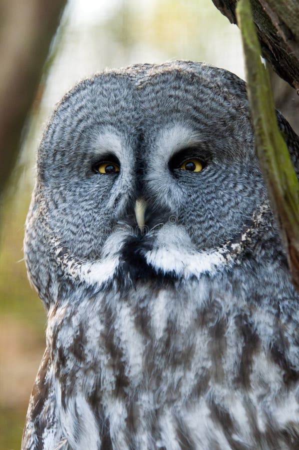 Great grey owl stock image. Image of feather, face, gray - 35206287