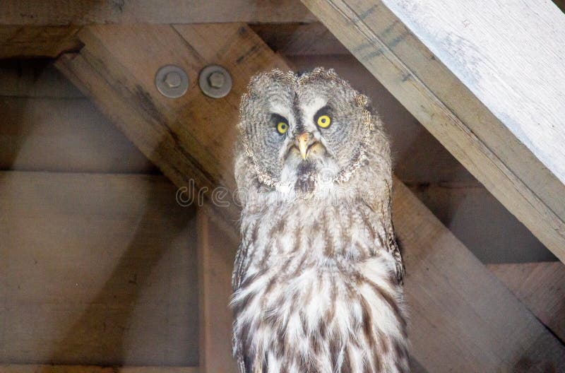 The Great Grey Owl or Great Gray Owl is a Very Large Owl Stock Image ...