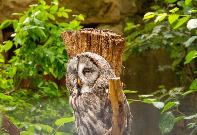 The Great Grey Owl or Great Gray Owl is a Very Large Owl, Strix ...