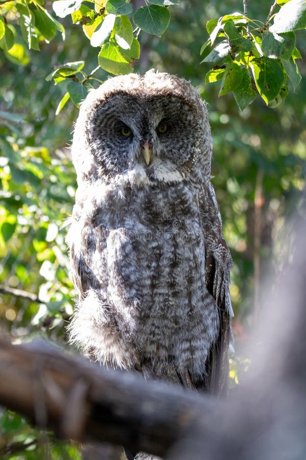 A Great Grey Owl at a Local Zoo Stock Image - Image of strix, wild ...