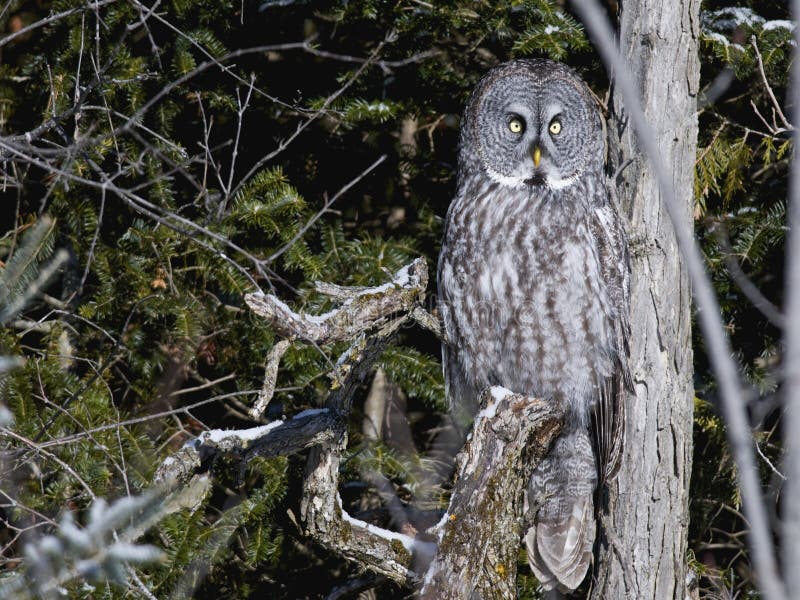 Great Grey stock photo. Image of great, grey, nature - 29981026