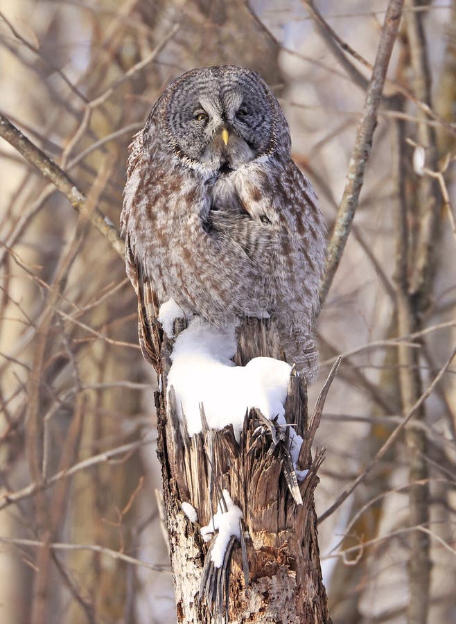 Great Grey Owl Sitting on a Tree Branch in the Forest Stock Photo ...