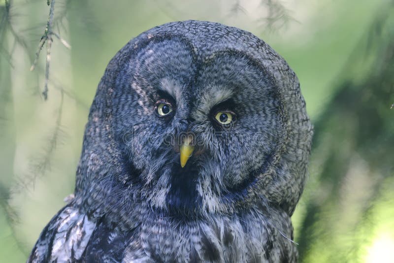 Great Grey Owl, Strix Nebulosa Stock Photo - Image of bill, animal ...