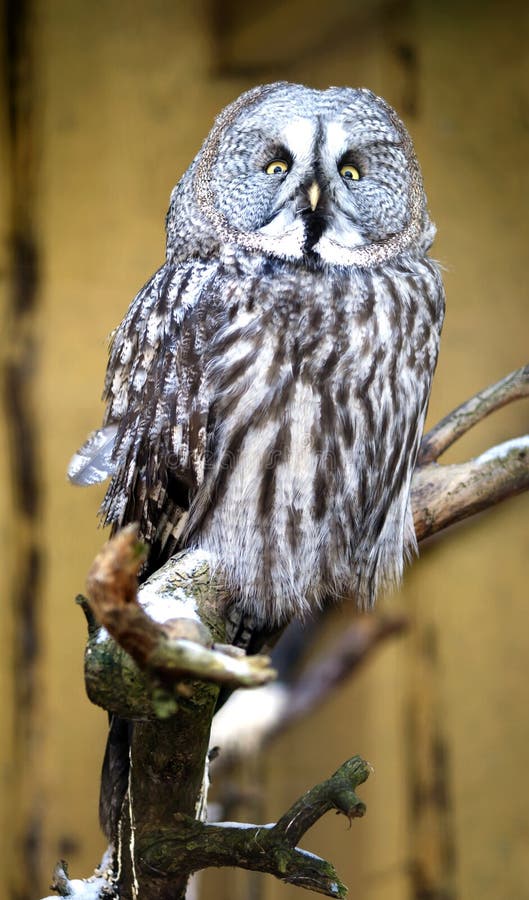 Great Grey Owl (Strix Nebulosa) Stock Photo - Image of feather, hoot ...