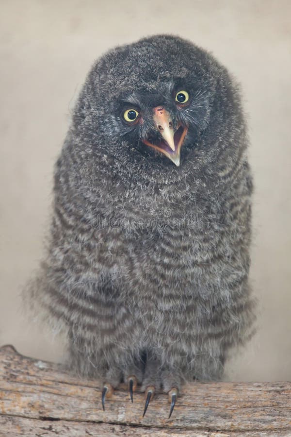 Great Grey Owl Strix Nebulosa Stock Photo - Image of europe, aves: 87433932