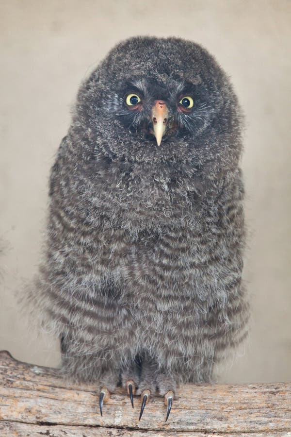 Great Grey Owl Strix Nebulosa Stock Image - Image of great, animal ...