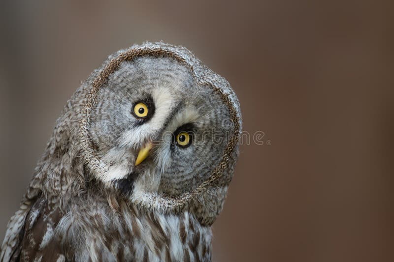 Great Grey Owl Strix Nebulosa, Also Known As Great Gray Owl Stock Photo ...