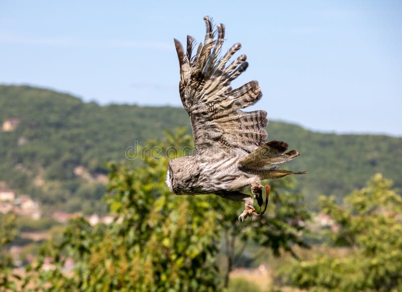 Great Grey Owl Strix Nebulosa. Night Birds of Prey. Stock Photo - Image ...