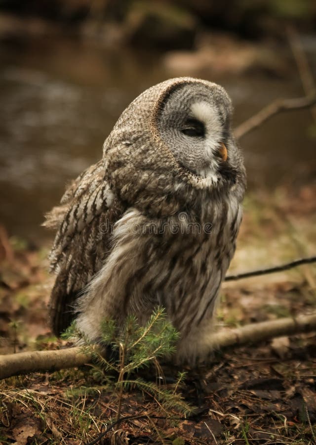 Great Grey Owl Strix Nebulosa, Summer, Forest Stock Image - Image of ...