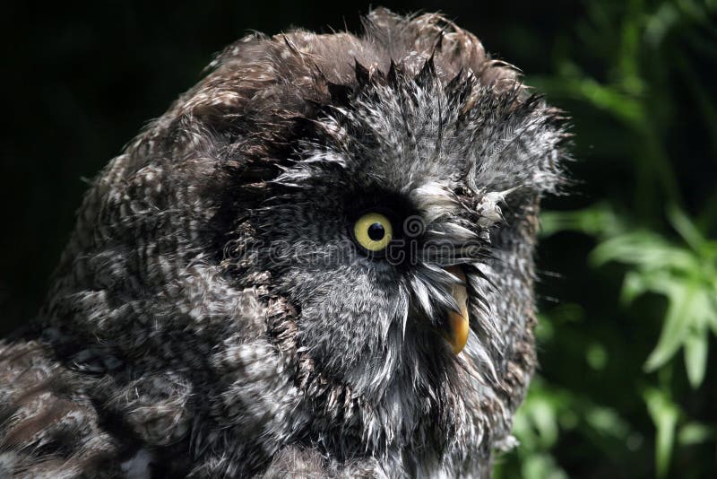 Great Grey Owl (Strix Nebulosa). Stock Photo - Image of american, great ...