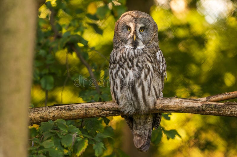 Great Grey Owl Strix Nebulosa Stock Photo - Image of animal, north ...