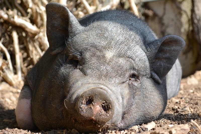 Great Grey Pig stock image. Image of snout, wildlife - 158245549