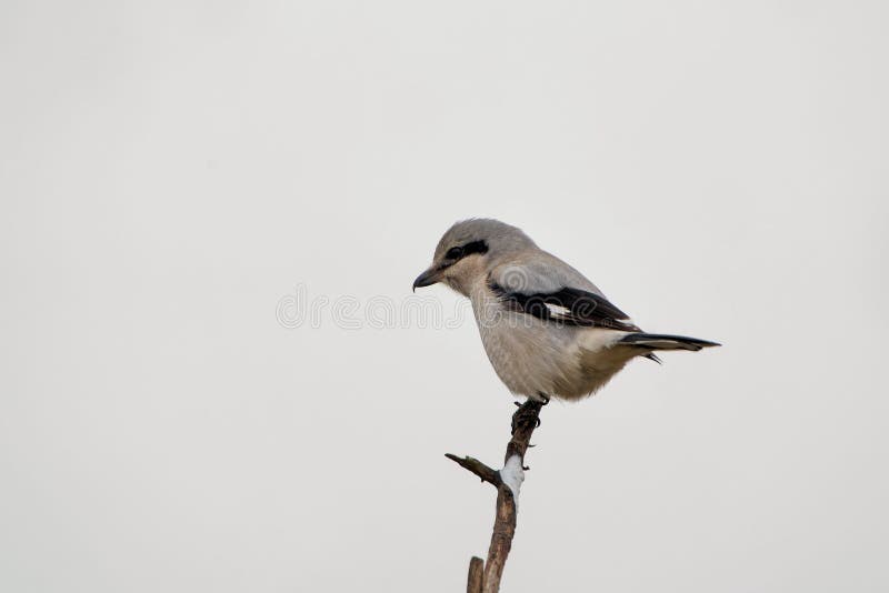 Great Grey Shrike on a Tree Edge Stock Photo - Image of bird, shrike ...