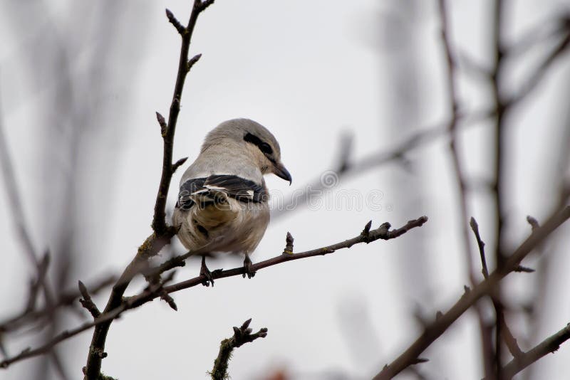 Great Grey Shrike on a Tree Edge Stock Photo - Image of habitat ...