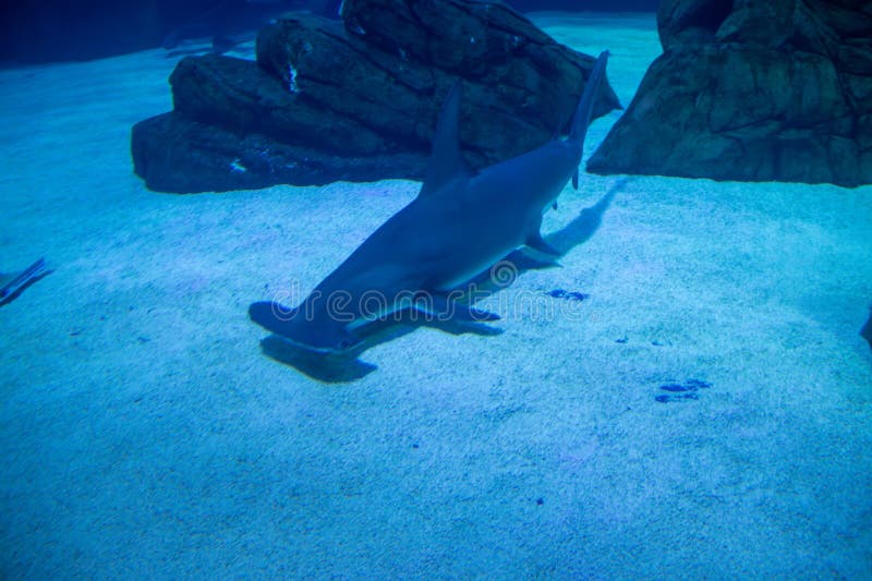 A Great Hammerhead at an Aquarium Stock Image - Image of aquarium ...