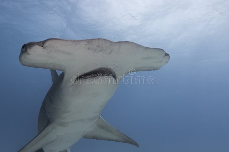 Portrait of a Great Hammerhead Shark. Stock Image - Image of aquatic ...
