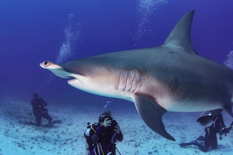 Great Hammerhead Shark stock photo. Image of underworld - 301520392