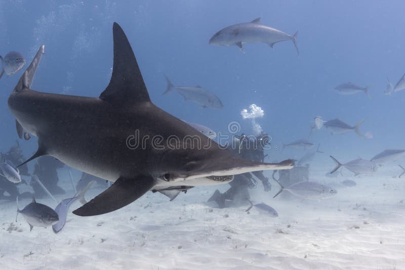 Portrait of a Great Hammerhead Shark. Stock Image - Image of adventure ...