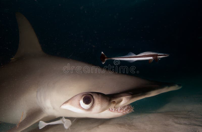 The Great Hammerhead Shark. Stock Image - Image of hammerhead ...