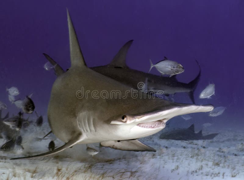 A Great Hammerhead (Sphyrna Mokarran) in Bimini Stock Image - Image of ...