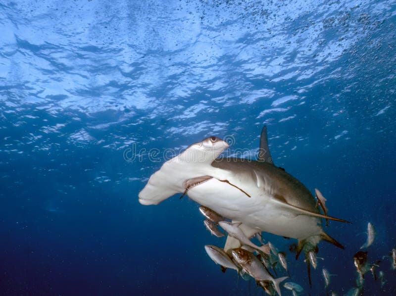 A Great Hammerhead (Sphyrna Mokarran) in Bimini Stock Photo - Image of ...