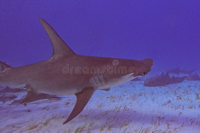 A Great Hammerhead (Sphyrna Mokarran) in Bimini Stock Photo - Image of ...