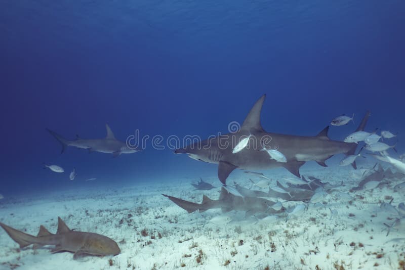 A Great Hammerhead (Sphyrna Mokarran) in Bimini Stock Image - Image of ...