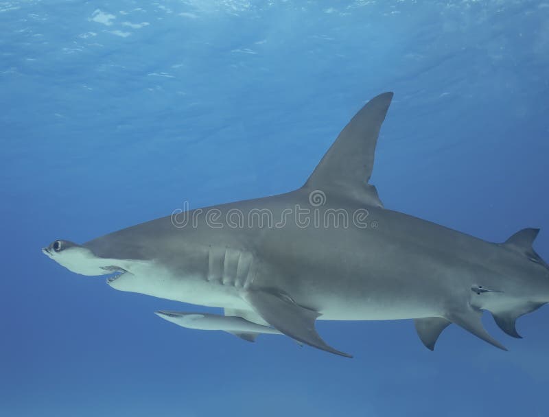 A Great Hammerhead (Sphyrna Mokarran) in Bimini Stock Photo - Image of ...
