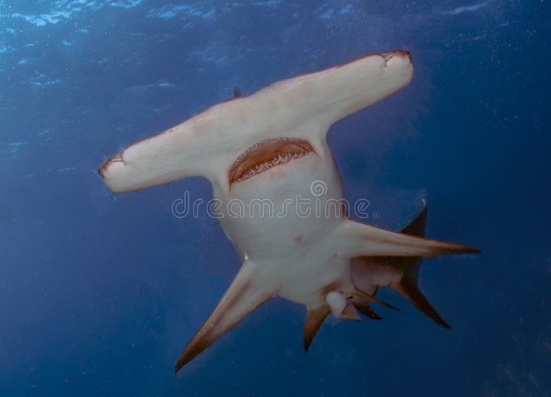 A Great Hammerhead (Sphyrna Mokarran) in Bimini Stock Photo - Image of ...