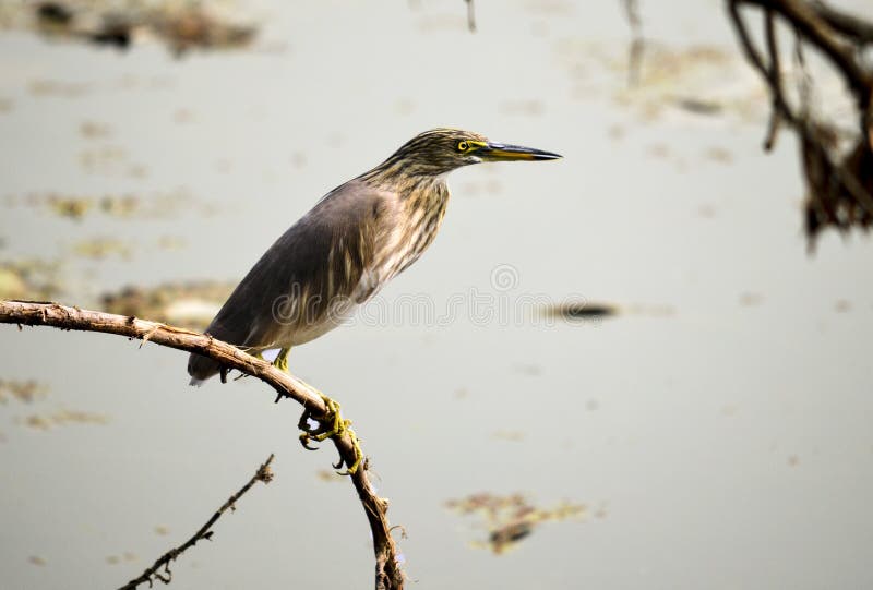 Bagula Stock Photos - Free & Royalty-Free Stock Photos from Dreamstime