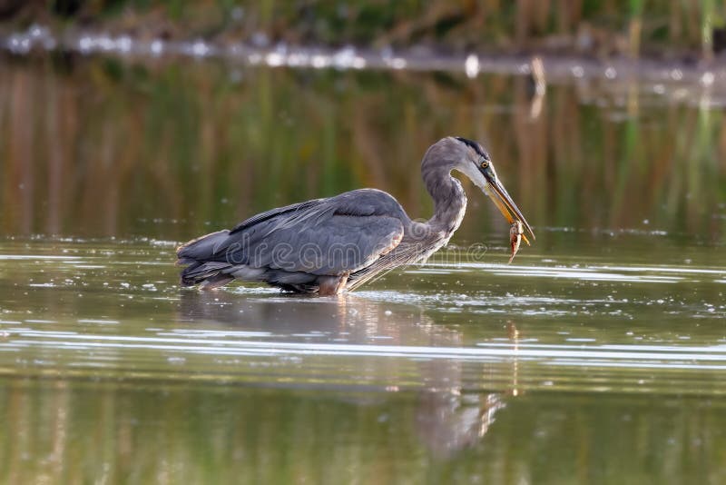 Great Heron Eating Fish from the Lake Stock Photo - Image of lake ...