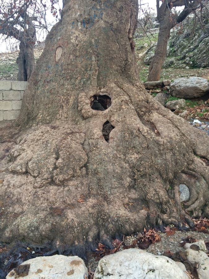 Hollow of a tree trunk stock photo. Image of arbor, home - 124493774