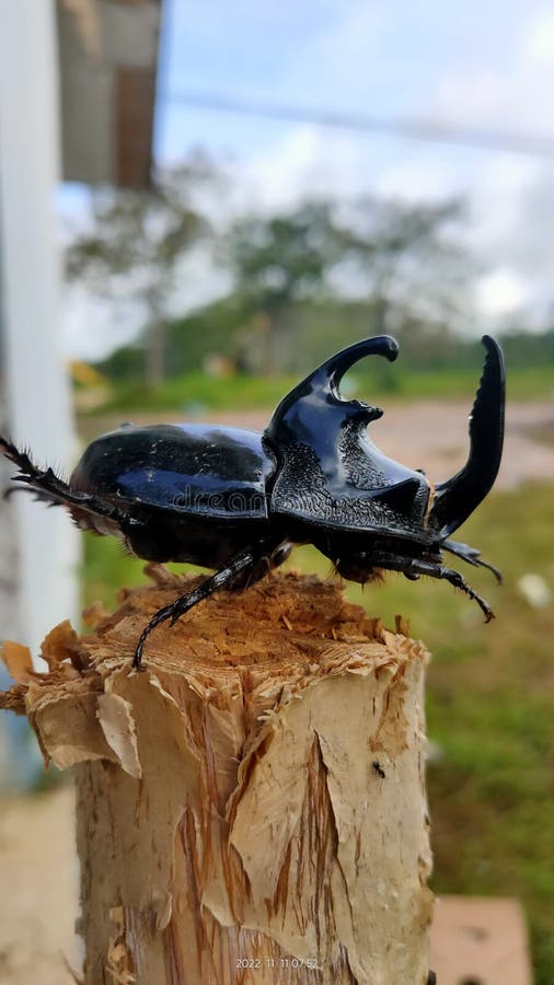 The great horn beetles stock photo. Image of nature - 261786882