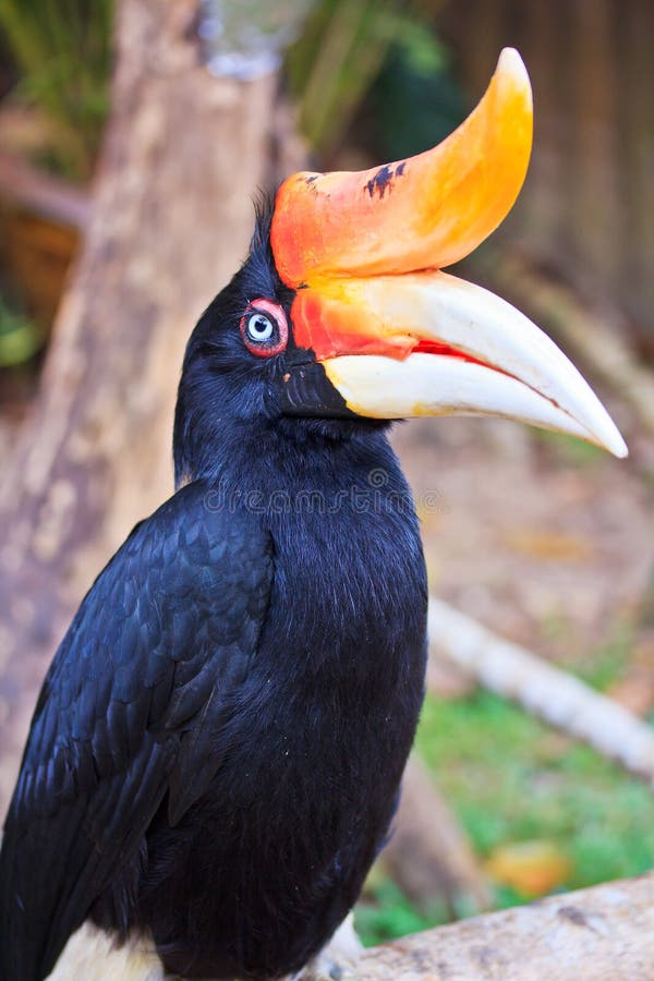 Great hornbill stock photo. Image of life, bill, great - 34731134