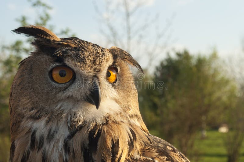 Great Horned Eagle Owl Looking You Stock Photos - Free & Royalty-Free ...