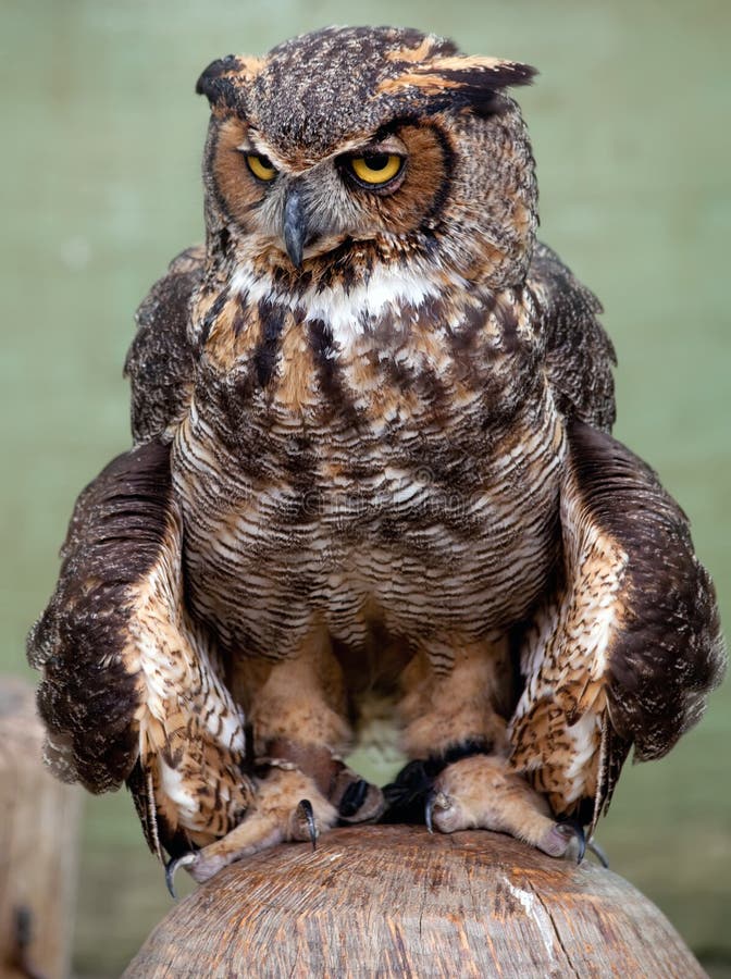 Great horned owl stock image. Image of plumage, watching - 14687409