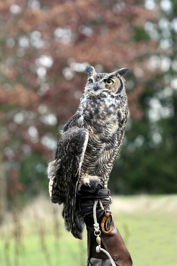 Great Horned Owl stock photo. Image of bird, white, horns - 1739126