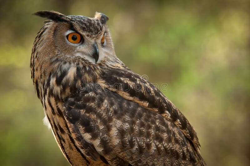 Hawaiian Owl (Pueo) in Flight Stock Image - Image of tropical, bird ...